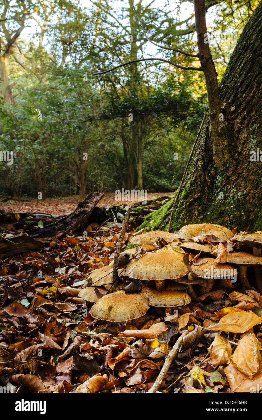 Floor bushes hi-res stock photography and images - Alamy