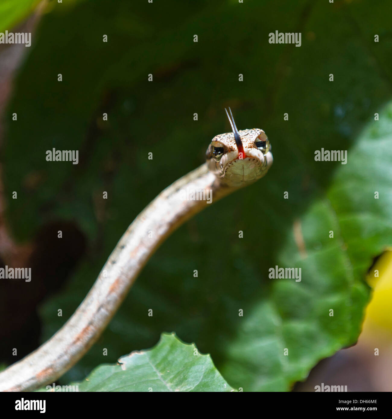 Twig or Bird Snake (Thelotornis capensis), on rainforest floor, Mahale ...