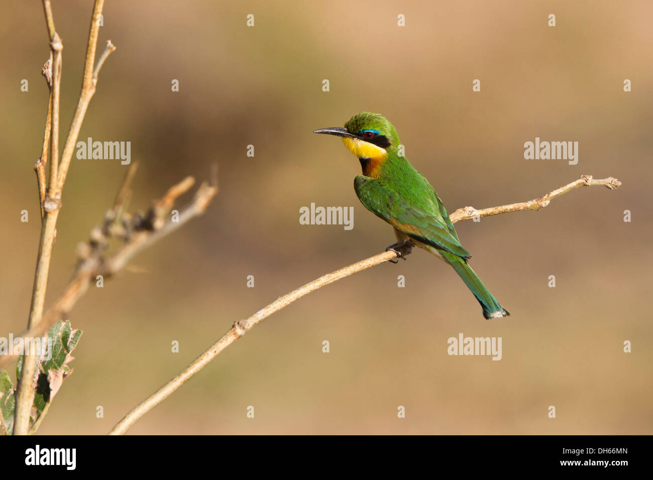 Cinnamon-chested Bee-eater (Merops oreobates), Ruaha National Park ...