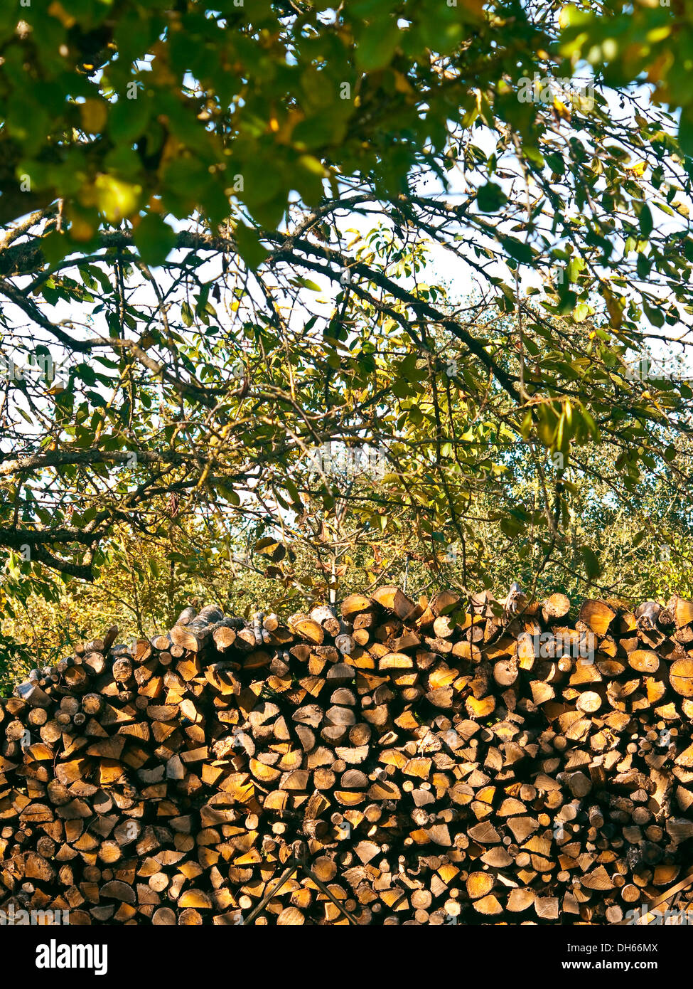Large stack of cut and split Oak logs for firewood - France Stock Photo ...