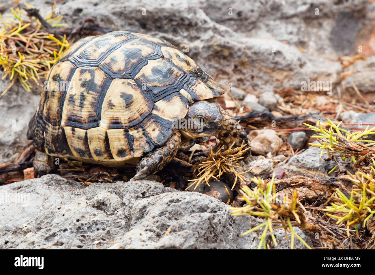 Spur-thighed Tortoise or Greek Tortoise (Testudo graeca), Lycian Coast ...