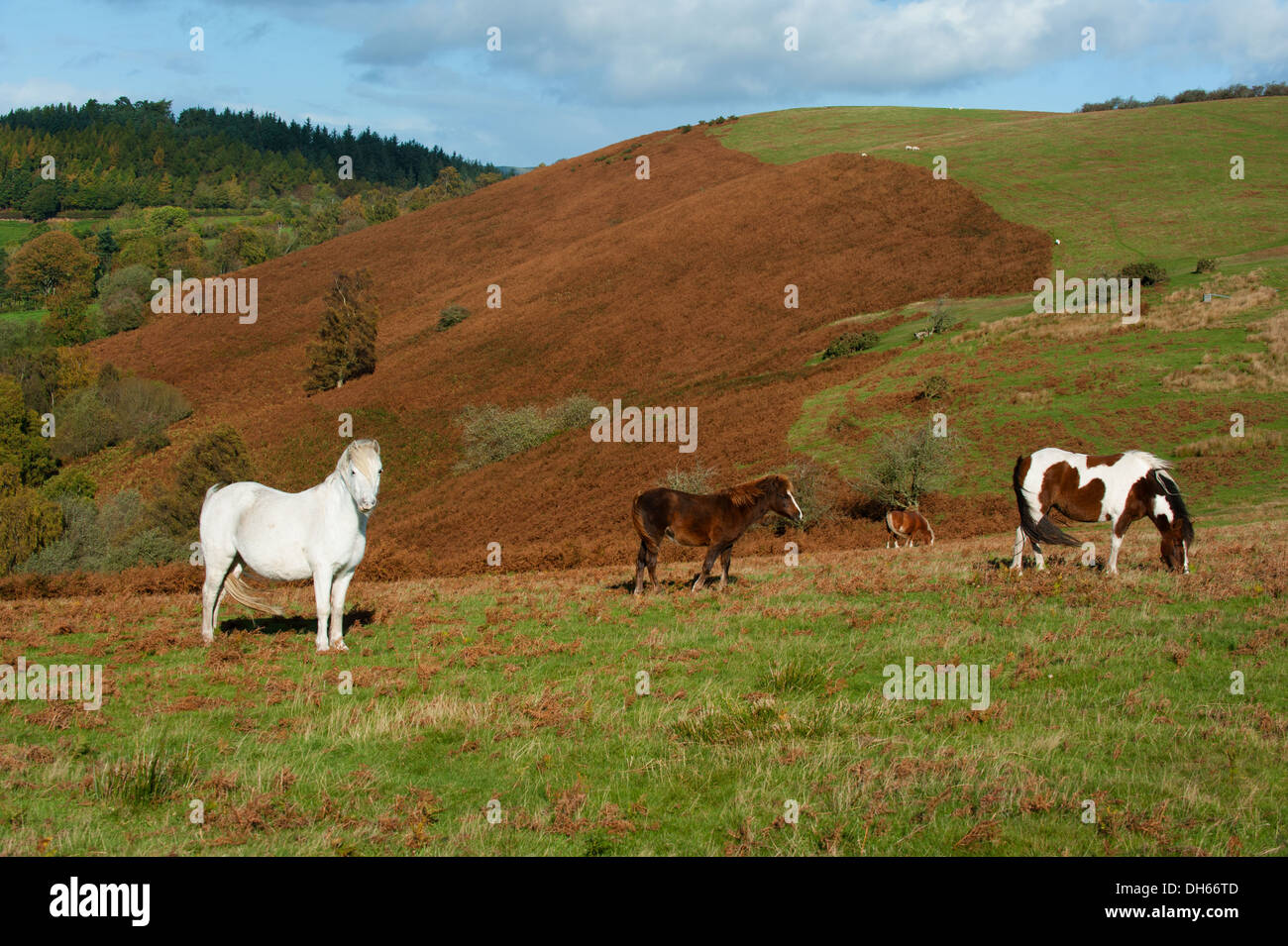 Colours horses hi-res stock photography and images - Alamy