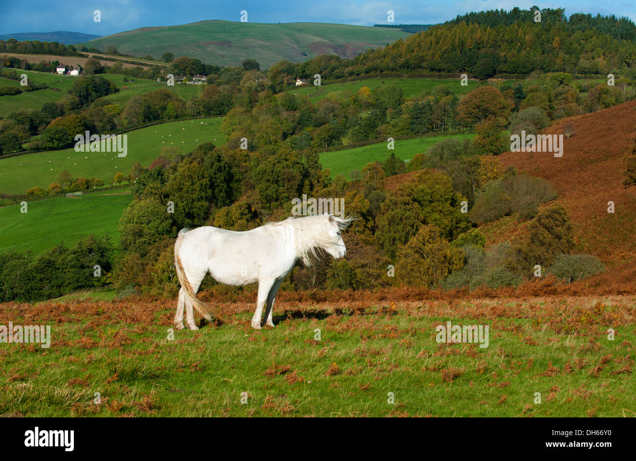 Horse mane blowing in wind hi-res stock photography and images - Alamy