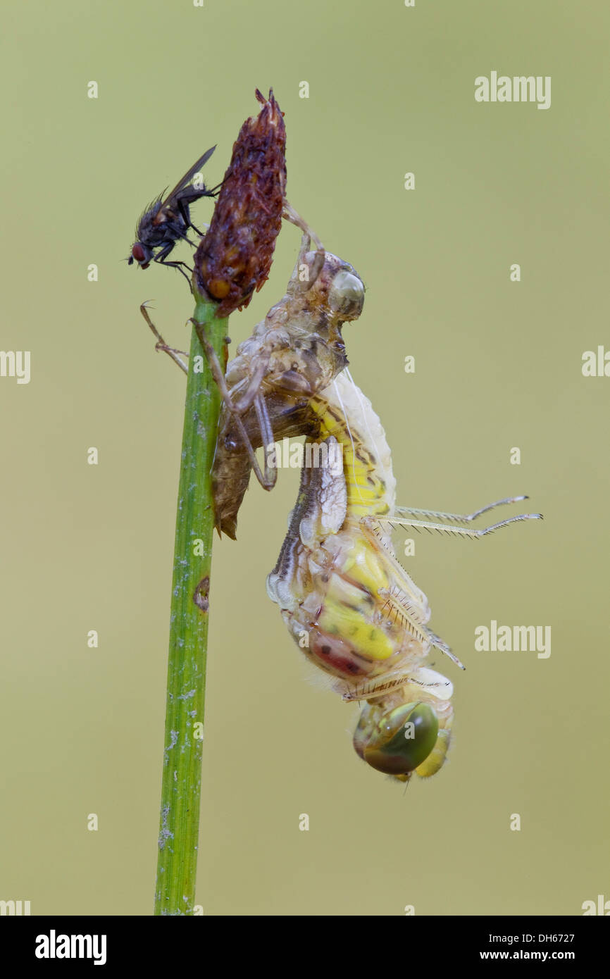 Vagrant Darter (Sympetrum vulgatum), female hatching, Vulkaneifel ...