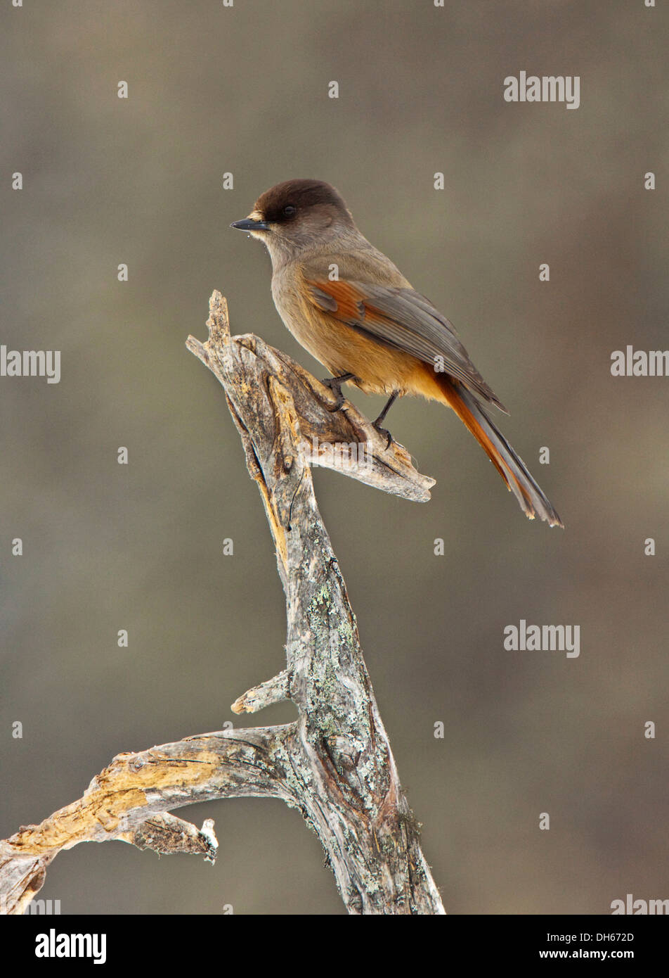 Siberian Jay (Perisoreus Infaustus), Hamra Nationalpark, Sweden, Europe ...