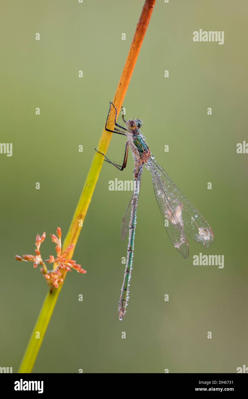 Emerald Damselfly or Common Spreadwing (Lestes sponsa), male ...