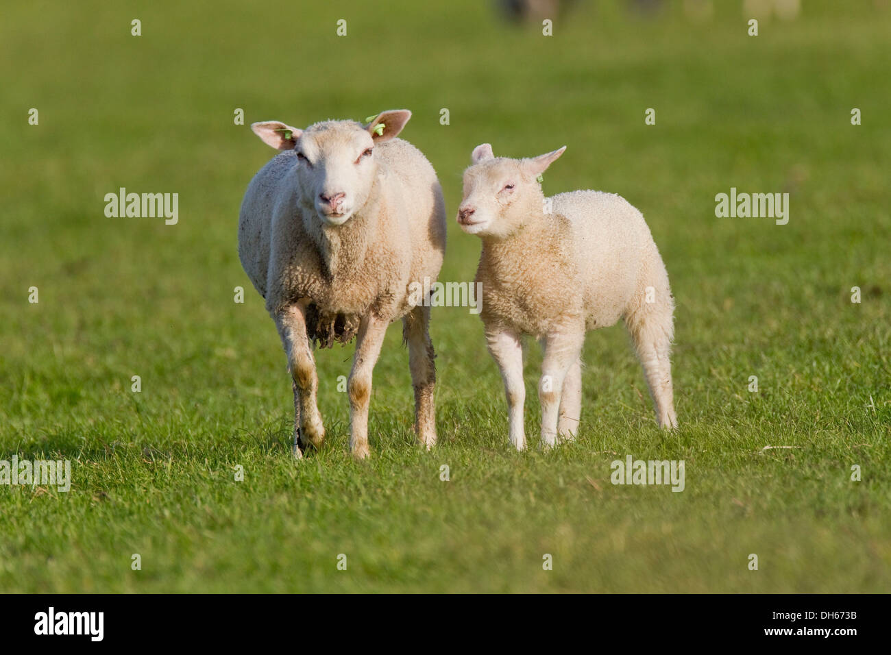 Texel sheep, adult with lamb, Texel, The Netherlands, Europe Stock ...