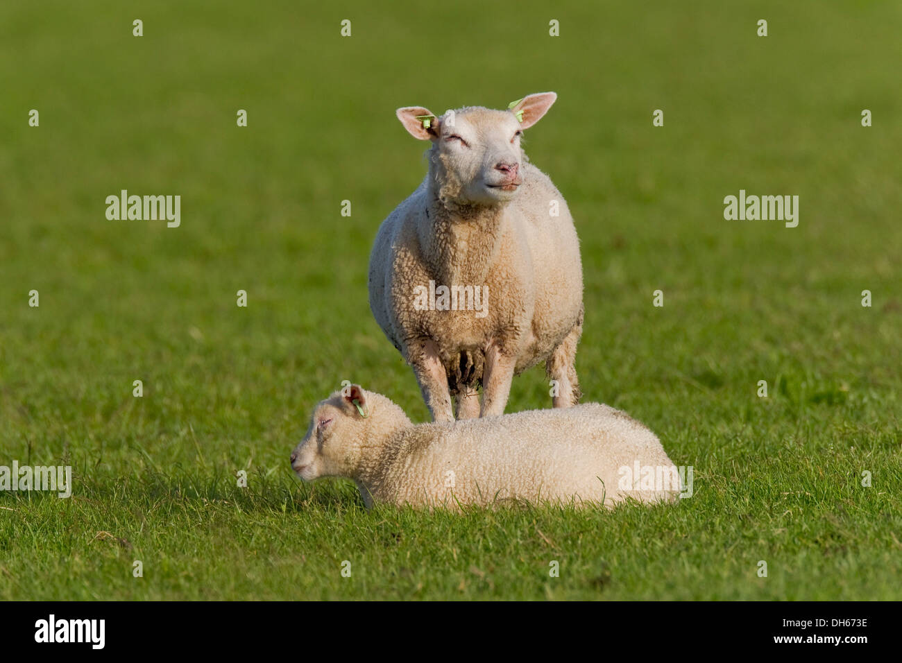 Texel sheep, adult with lamb, Texel, The Netherlands, Europe Stock ...