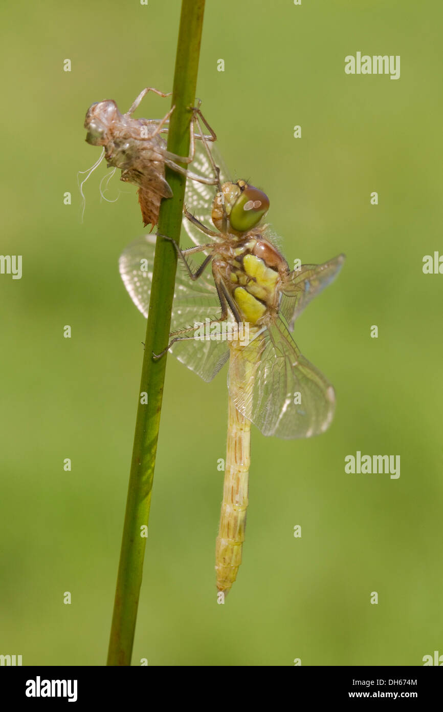 Dragonfly emerging from chrysalis hi-res stock photography and images ...