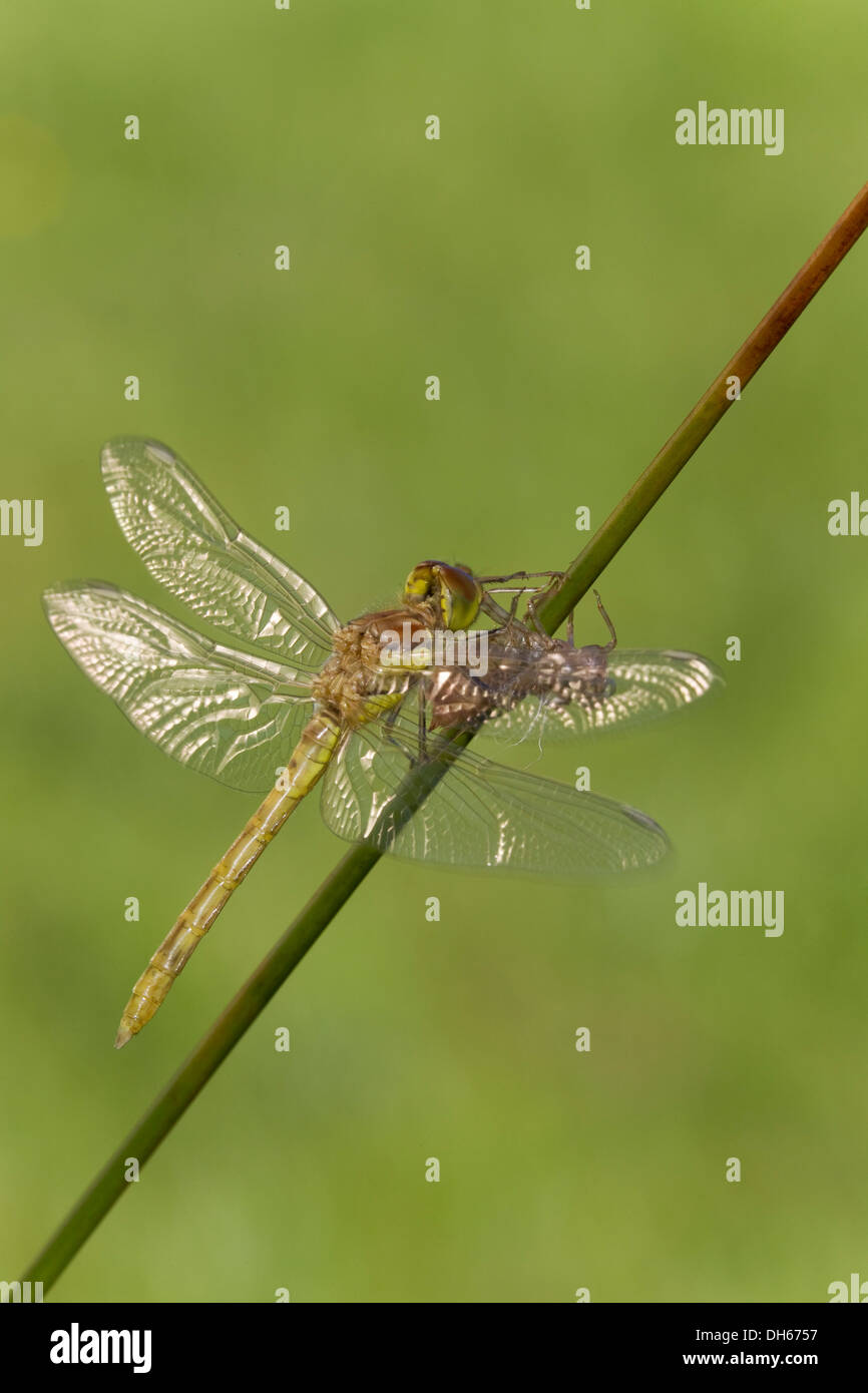 Dragonfly emerging from chrysalis hi-res stock photography and images ...