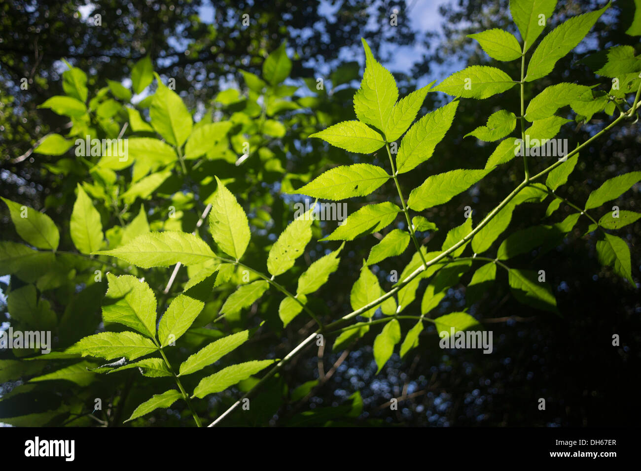Deciduous woodland habitat hi-res stock photography and images - Alamy