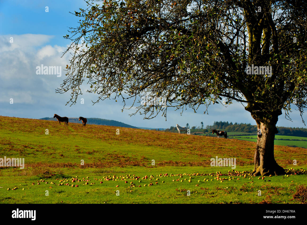 Shropshire hopesay hill hi-res stock photography and images - Alamy