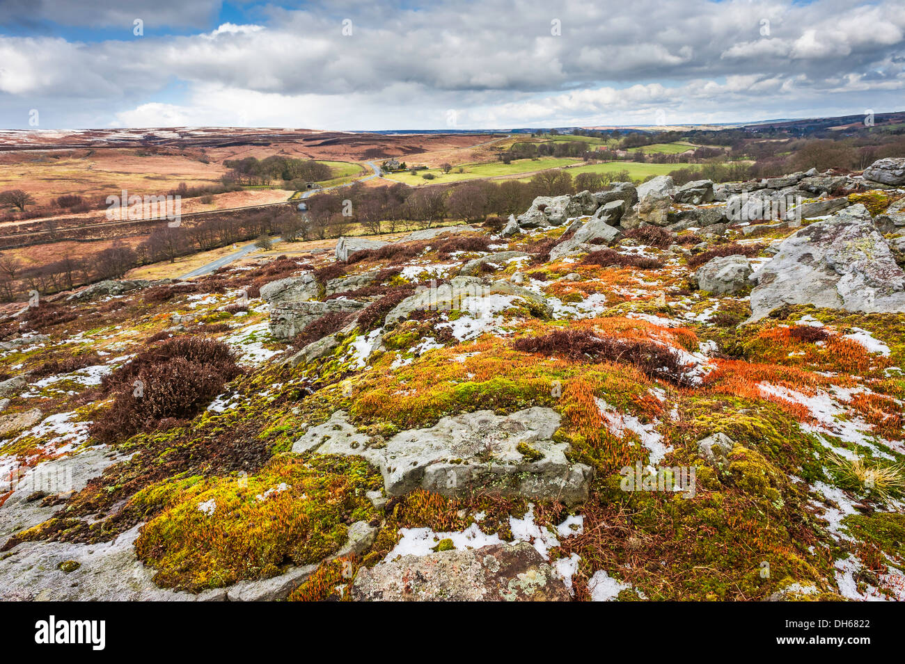 The North York Moors in spring with flowering grasses, moss, heather ...