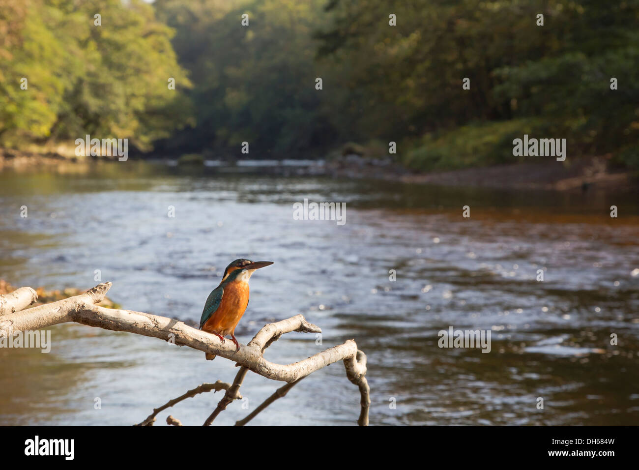 Young perch fish hi-res stock photography and images - Alamy