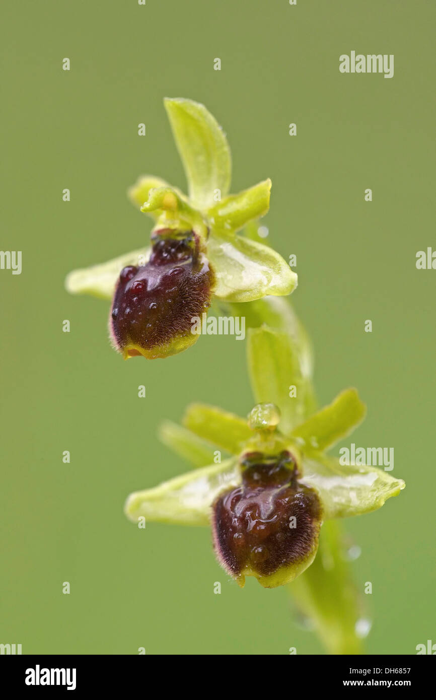 Early Spider Orchid (Ophrys sphegodes subsp. litigiosa Stock Photo - Alamy