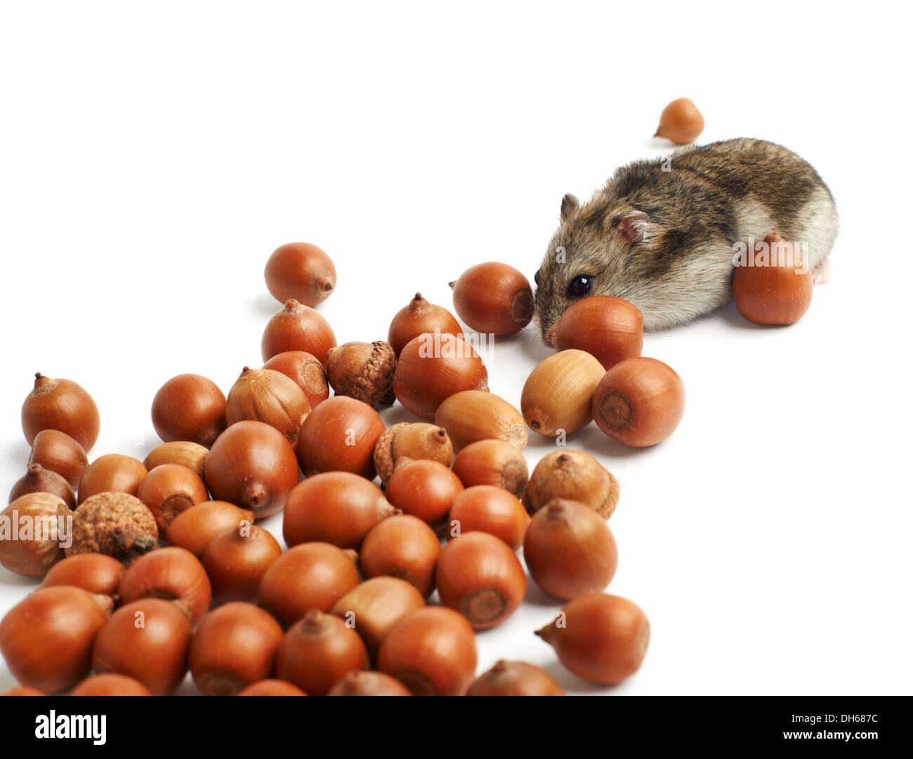 Cute acorns hi-res stock photography and images - Alamy