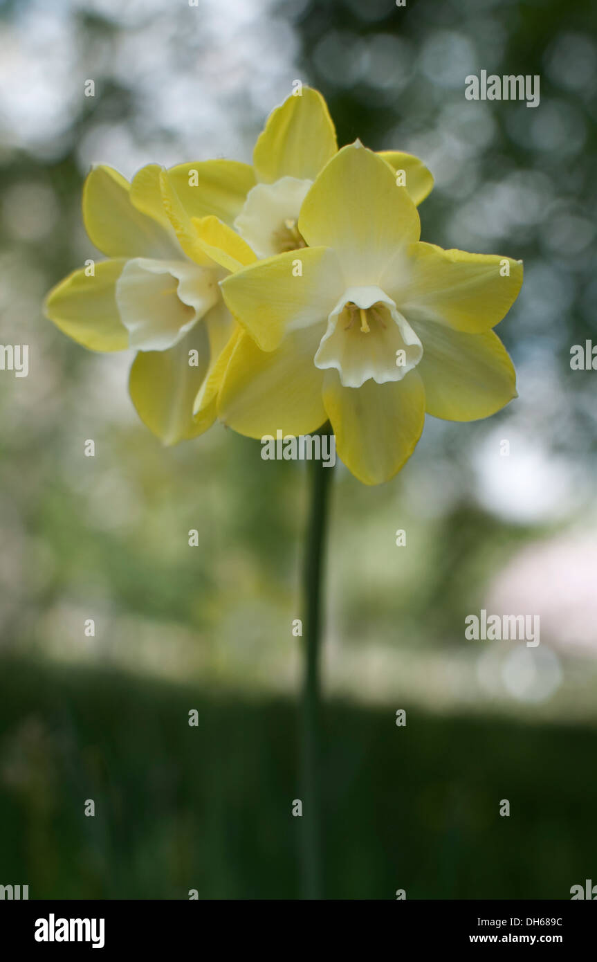 Three headed daffodil Stock Photo - Alamy