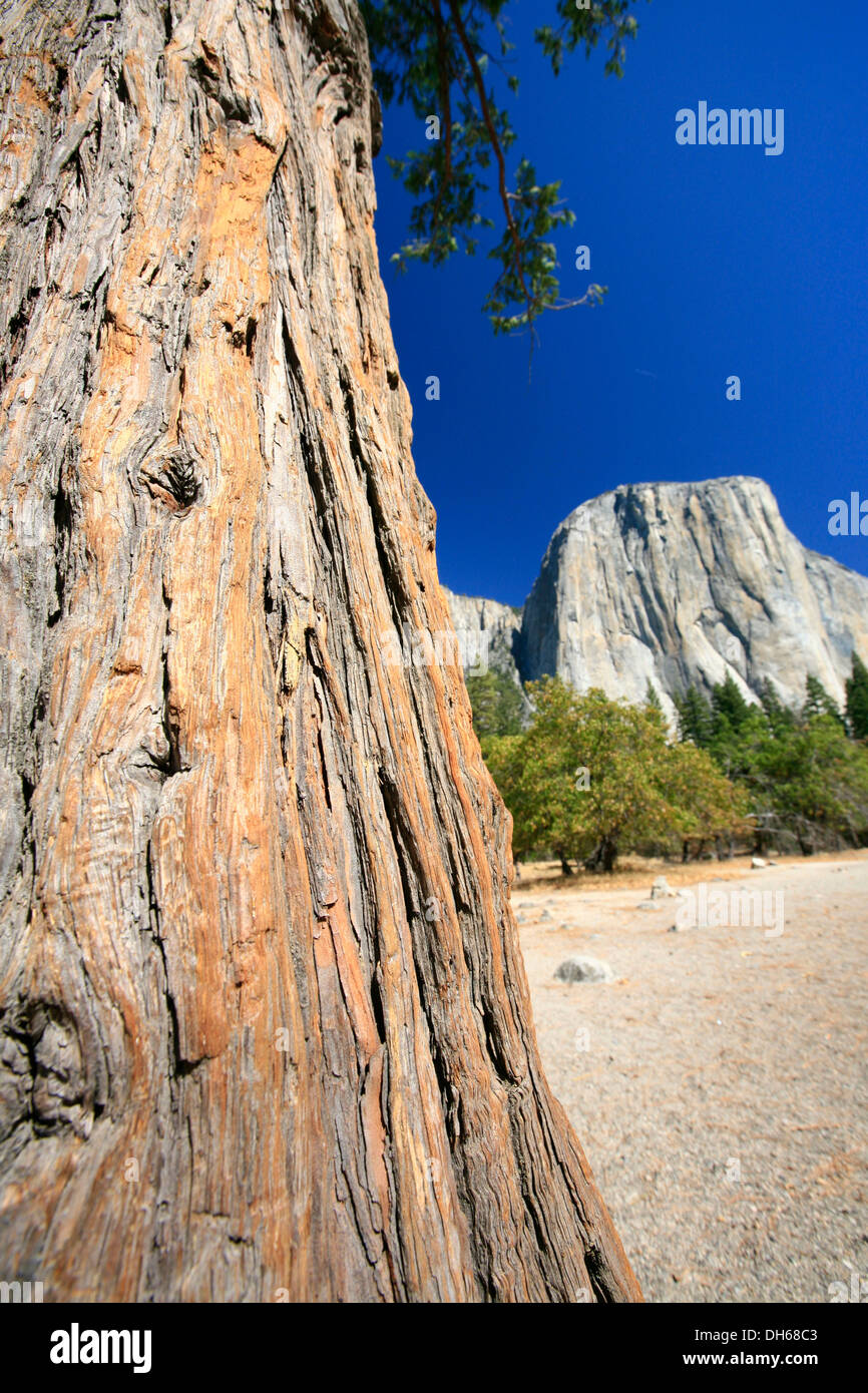 View towards El Capitan Mountain, with a major climbing route, The Nose ...