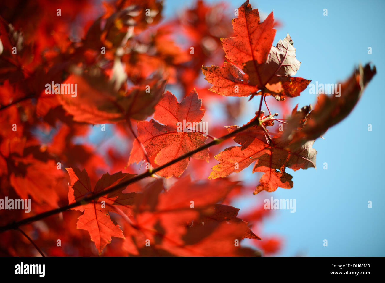 Red fall foliage in hi-res stock photography and images - Alamy