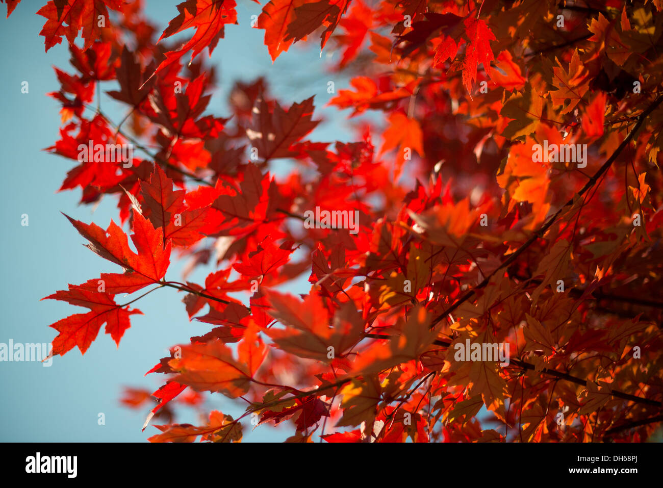 Red fall foliage in hi-res stock photography and images - Alamy