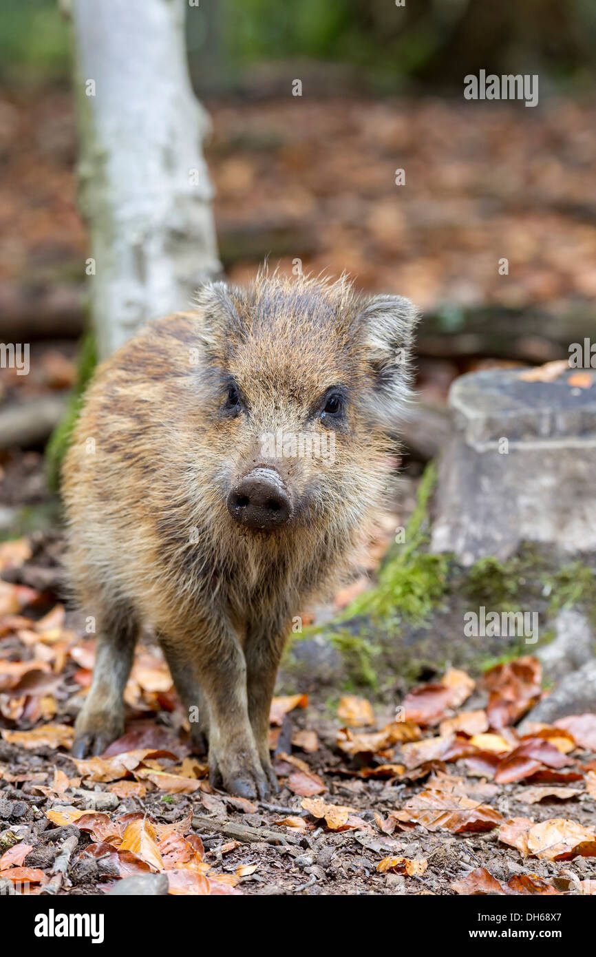 Wild boar (Sus scrofa), shoat, Wildpark Daun game park, Vulkaneifel ...