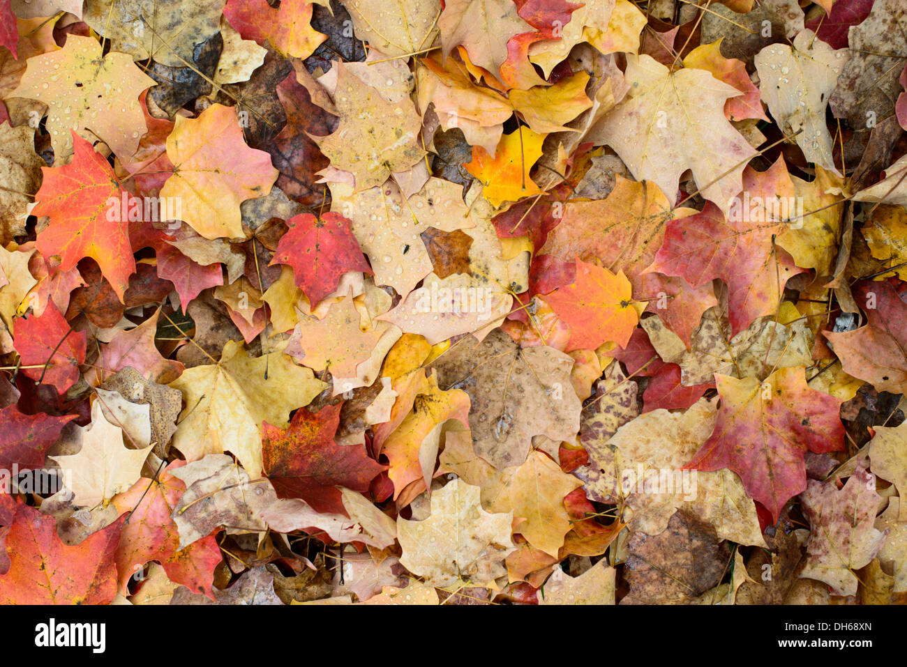 Autumn Maple Leaves Mid-Atlantic Region United States // MID-ATLANTIC ...