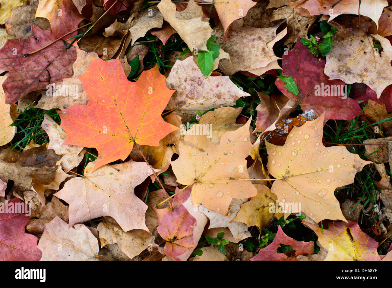 Maple Leaves Autumn Colors Mid-Atlantic Region United States // MID ...