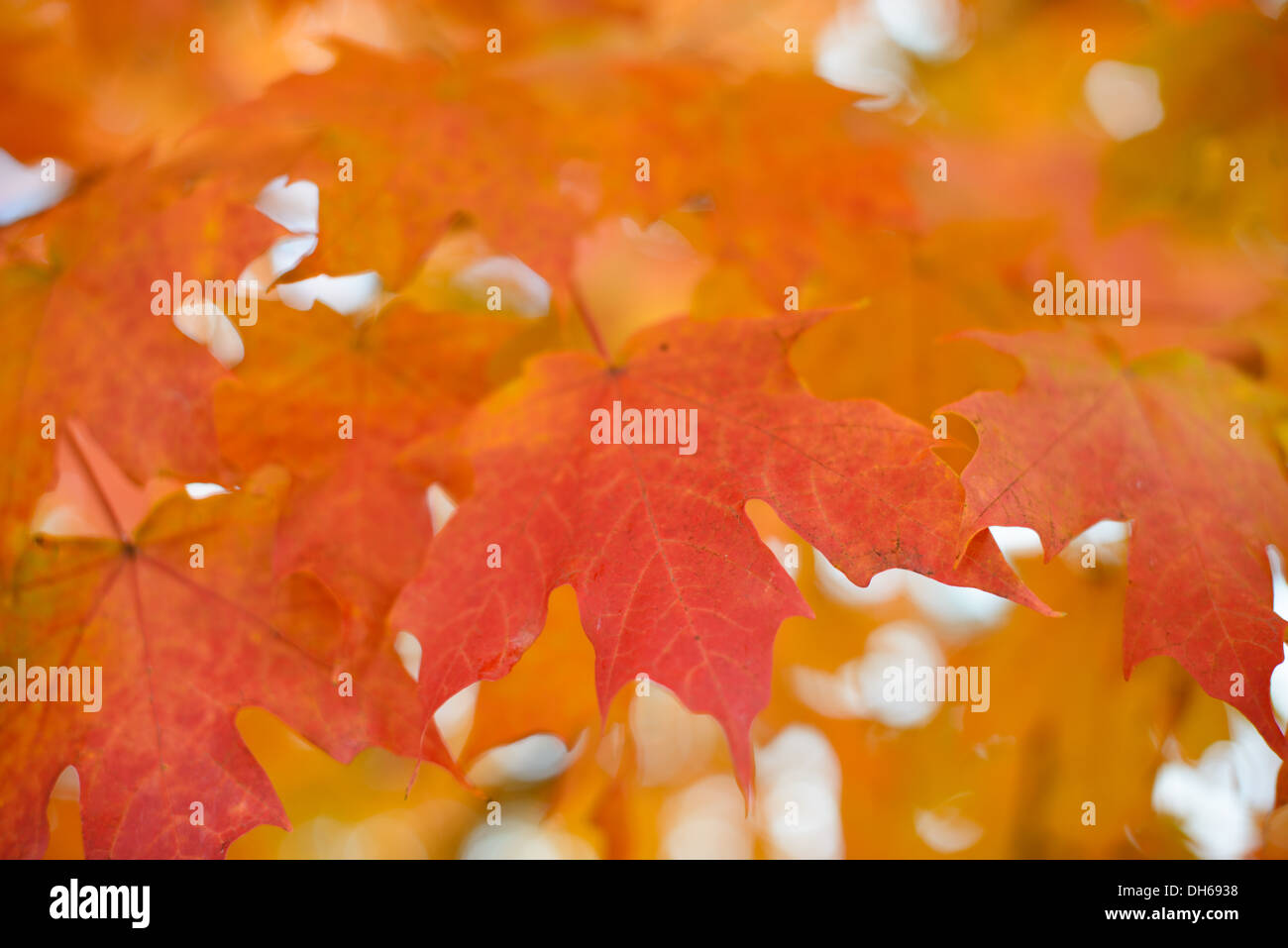 Maple Leaves Autumn Colors Mid-Atlantic Region United States // MID ...