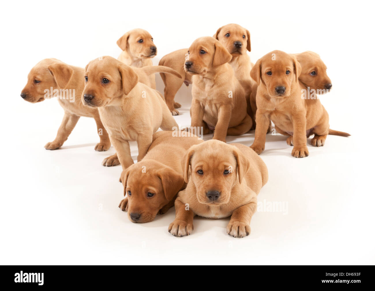 Ten Labrador puppies Stock Photo - Alamy