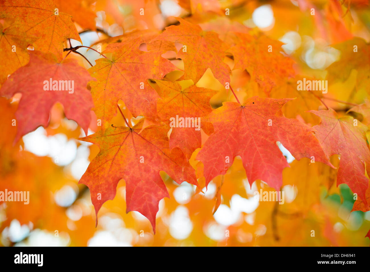 Maple Leaves Autumn Colors Mid-Atlantic Region United States // MID ...