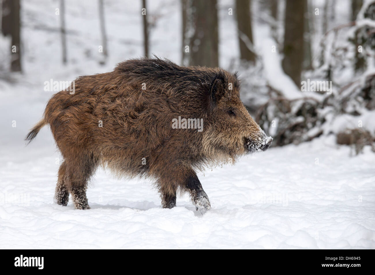 Wild boar (Sus scrofa) in the snow, Wildpark Daun, Daun, Vulkan Eifel ...