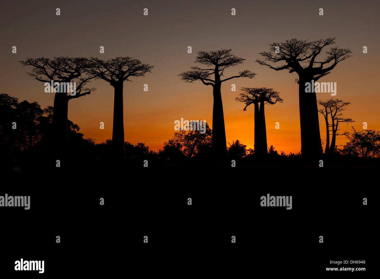 African baobab trees (Adansonia digitata), Baobab forest, West coast ...