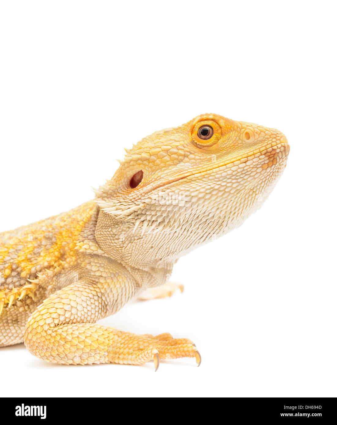 Bearded Dragon isolated in front of white background Stock Photo - Alamy