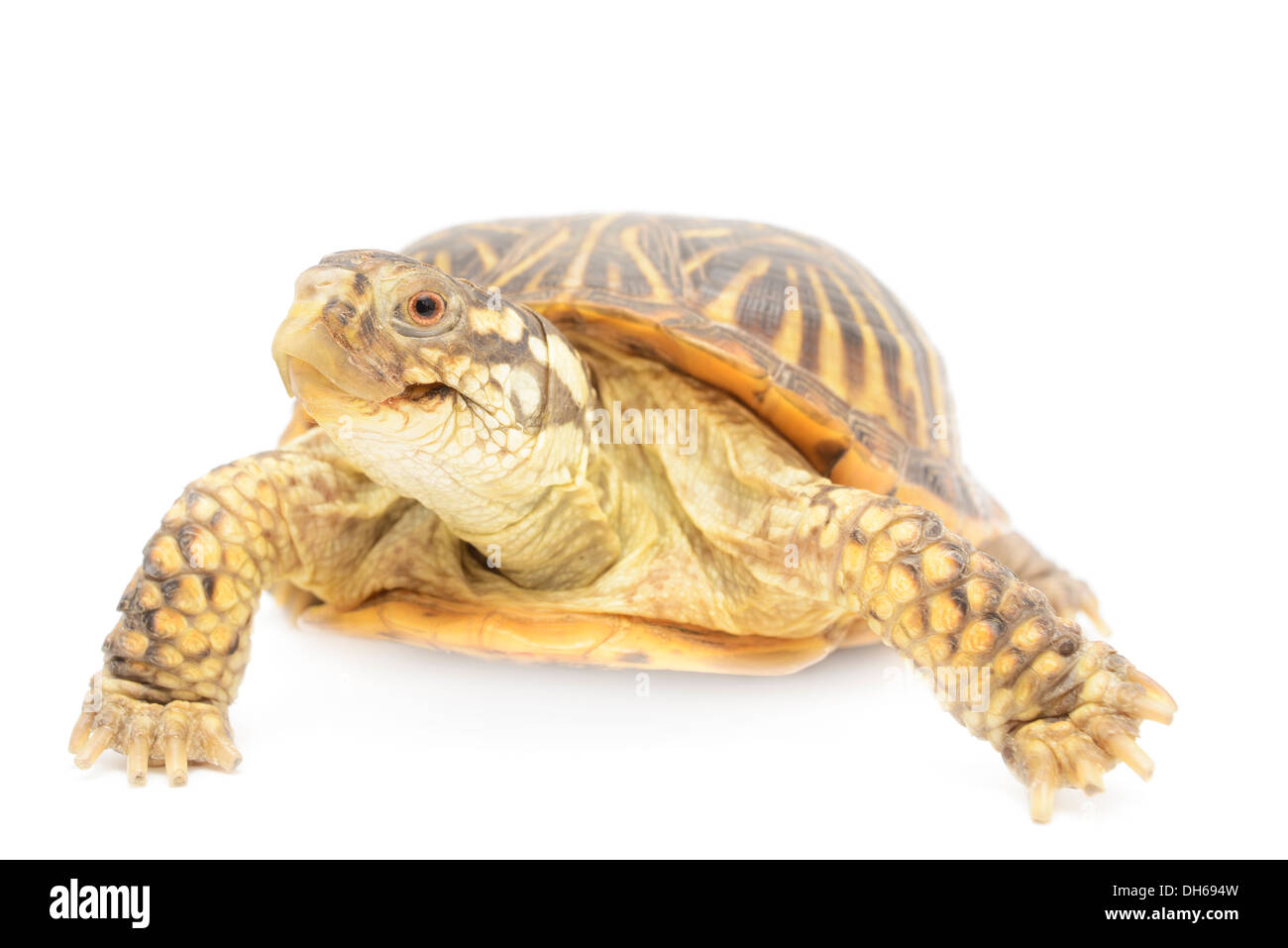 Box turtle isolated in front of white background Stock Photo - Alamy