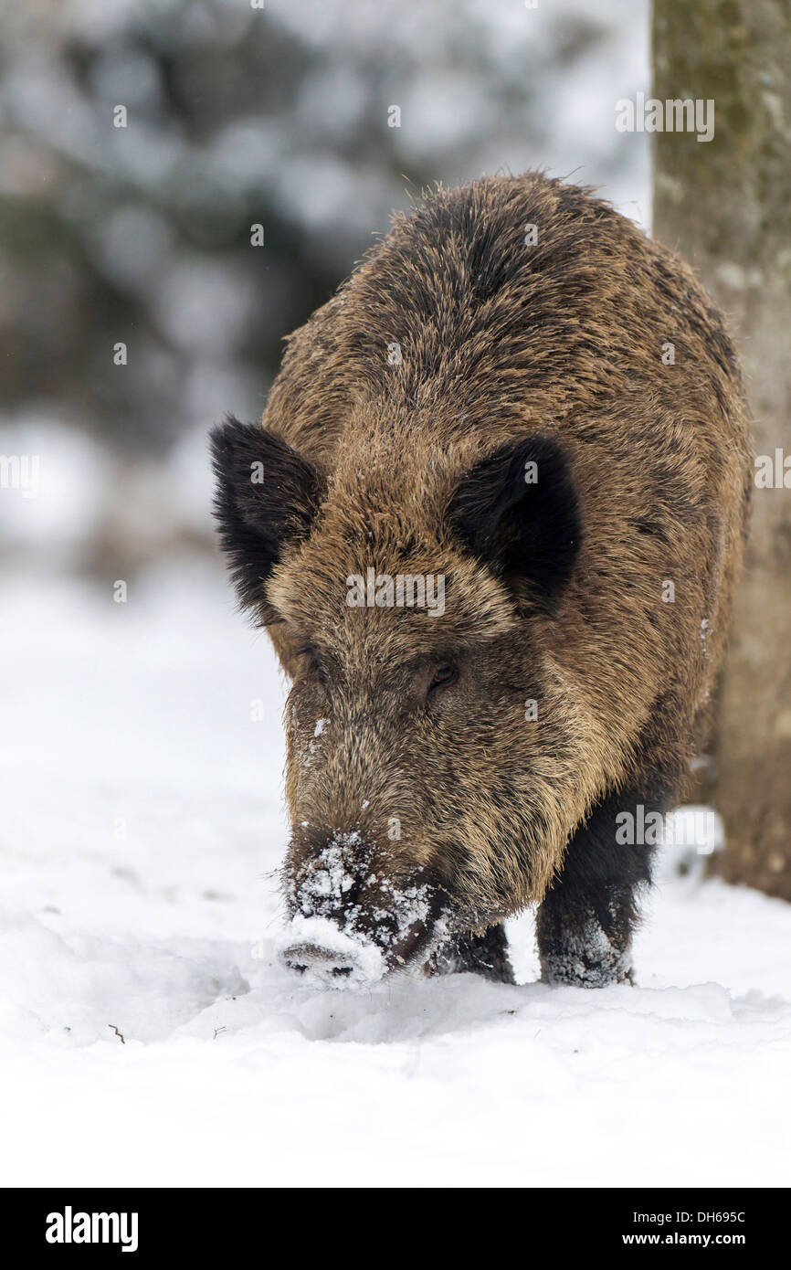 Wild boar (Sus scrofa) in winter, Wildpark Daun, Daun, Vulkan Eifel ...