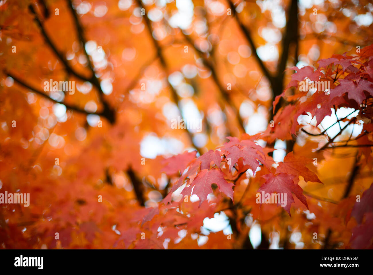 Beautiful display fall colors hi-res stock photography and images - Alamy