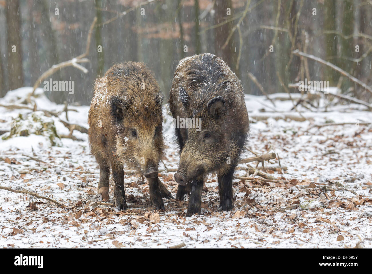 Wild boars (Sus scrofa), juveniles, Wildpark Daun, Daun, Vulkan Eifel ...