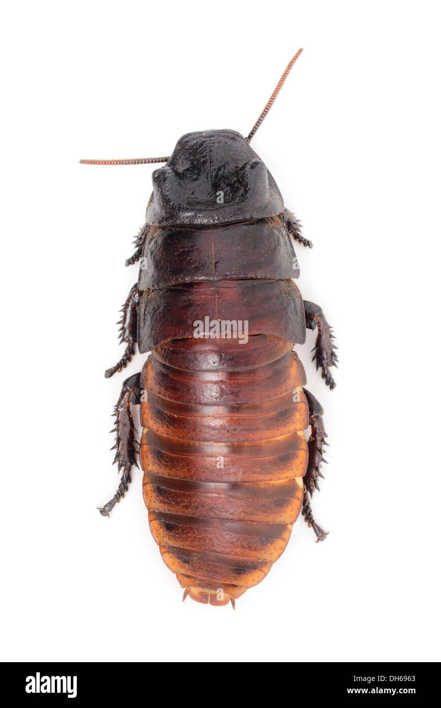 Cockroach detail hi-res stock photography and images - Alamy
