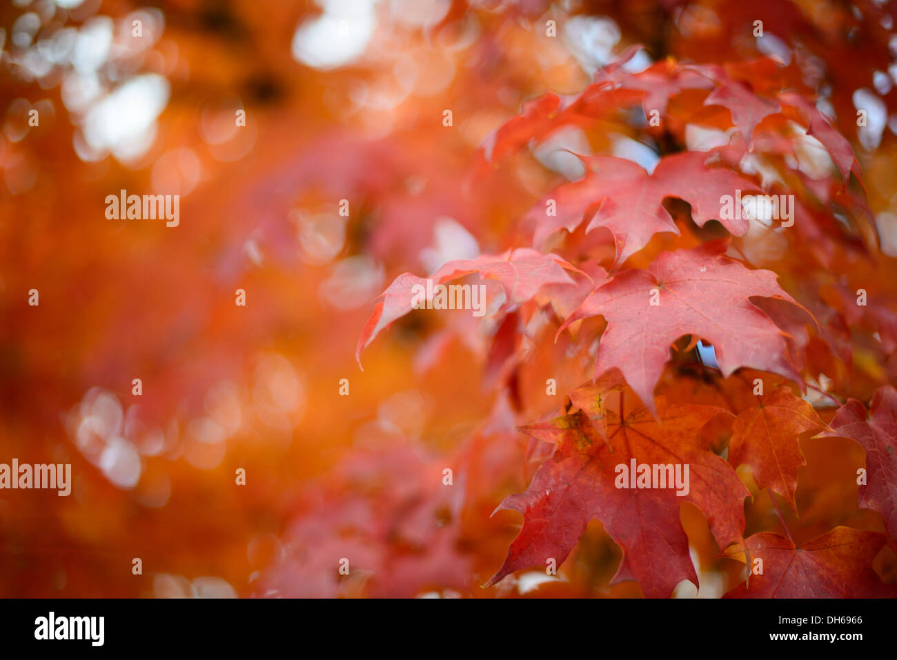 Maple Leaves Autumn Colors Mid-Atlantic Region United States // MID ...