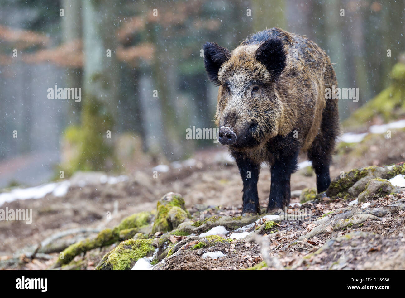Wild boar (Sus scrofa), male, Wildpark Daun, Daun, Vulkan Eifel, Eifel ...