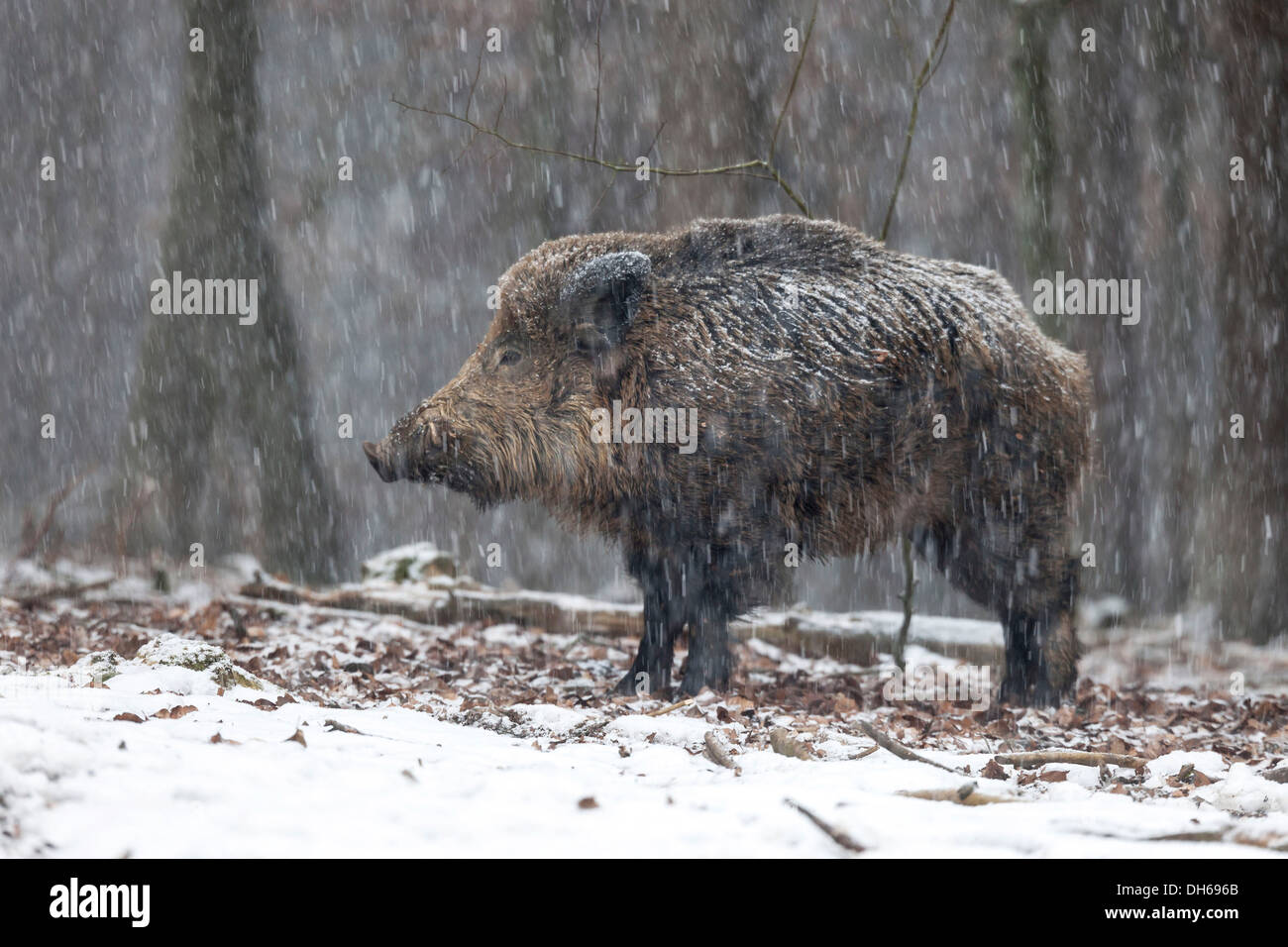 Wild boar (Sus scrofa), male, Wildpark Daun, Daun, Vulkan Eifel, Eifel ...