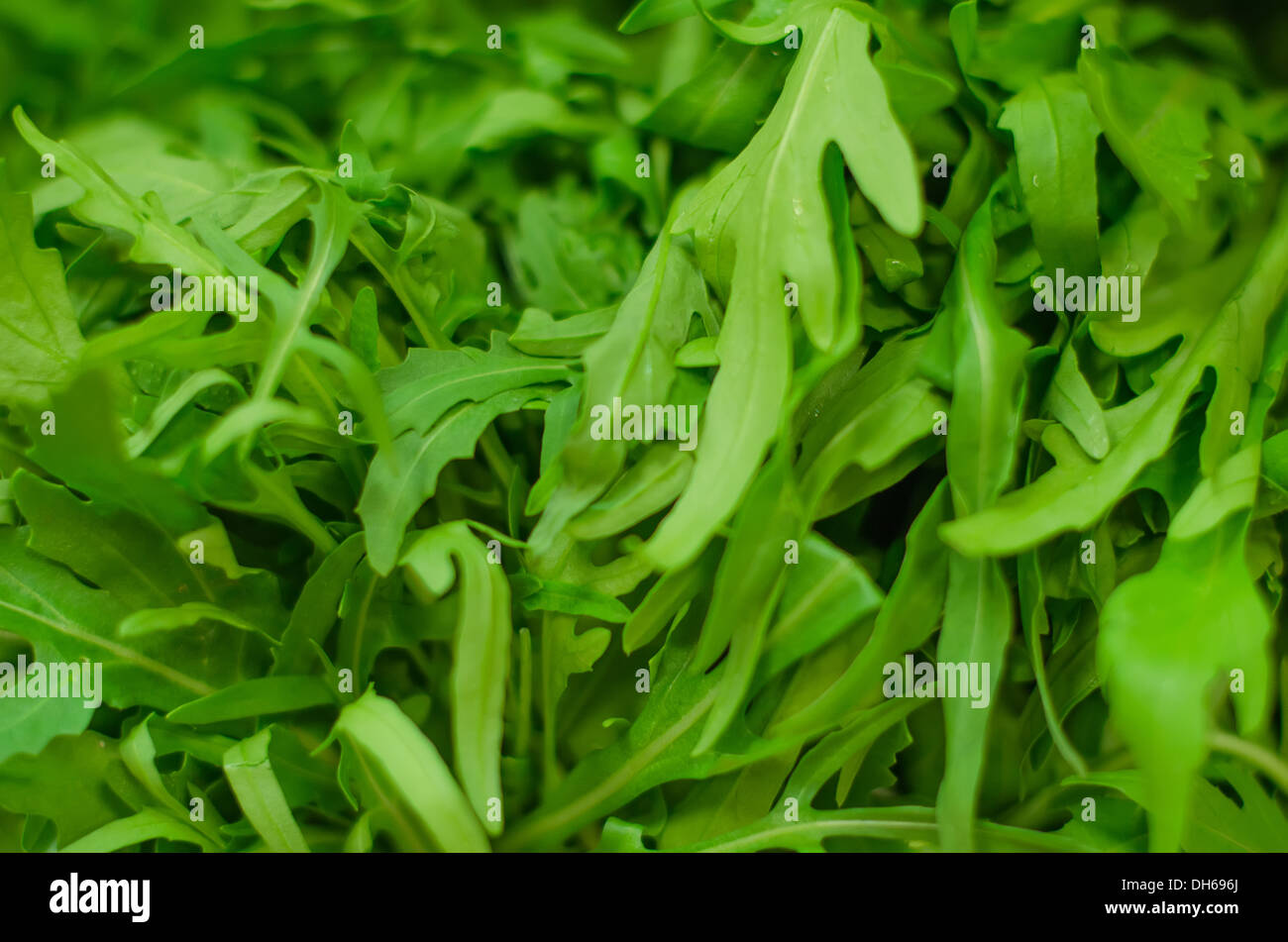 Lots of bright arugula in supermarket Stock Photo - Alamy