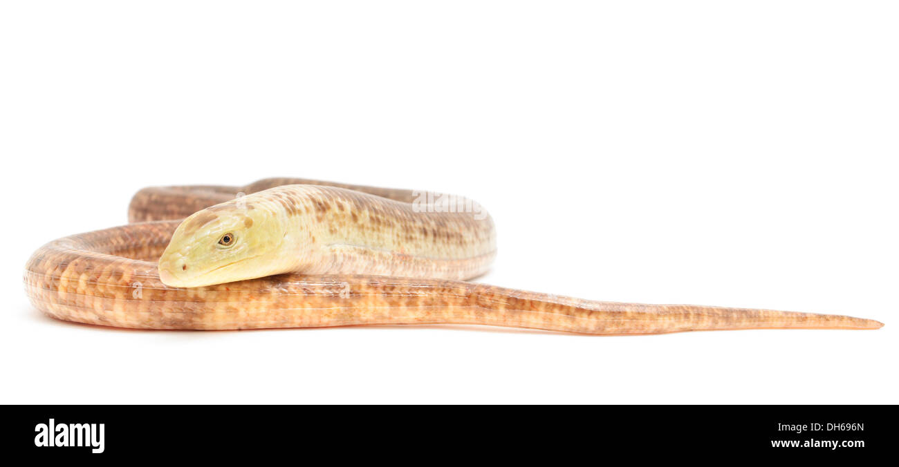 Legless lizard hi-res stock photography and images - Alamy