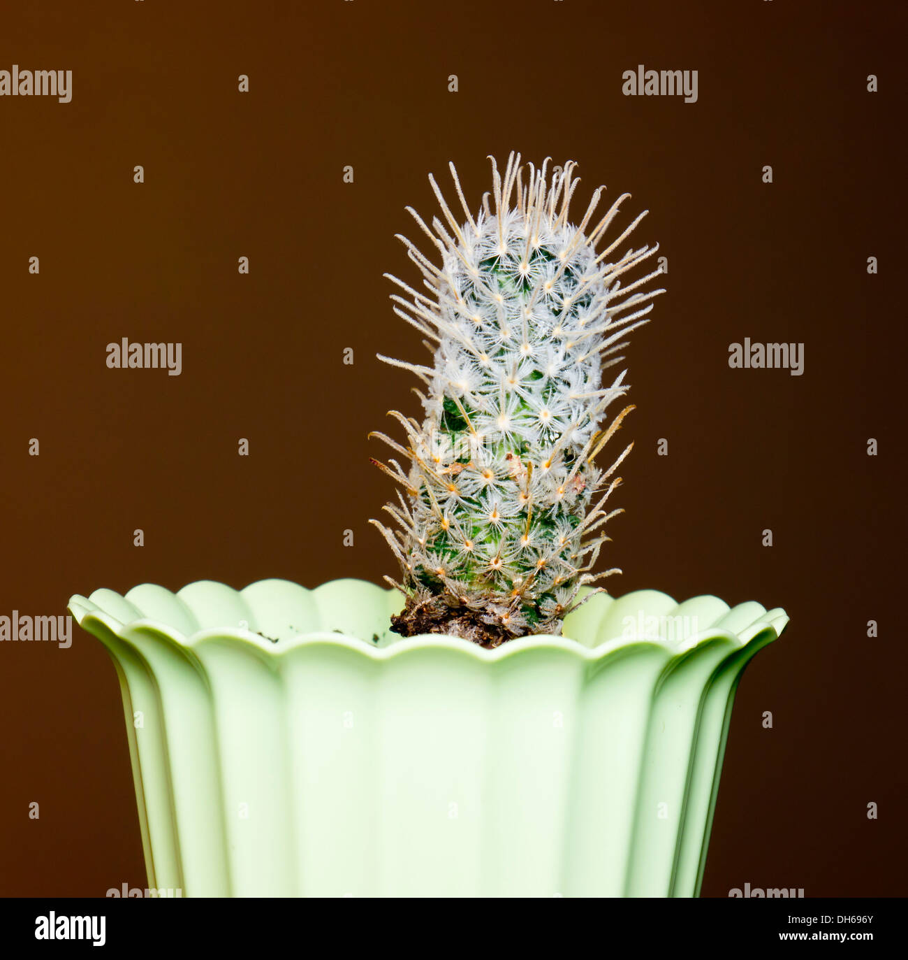 Smooth cactus hi-res stock photography and images - Alamy