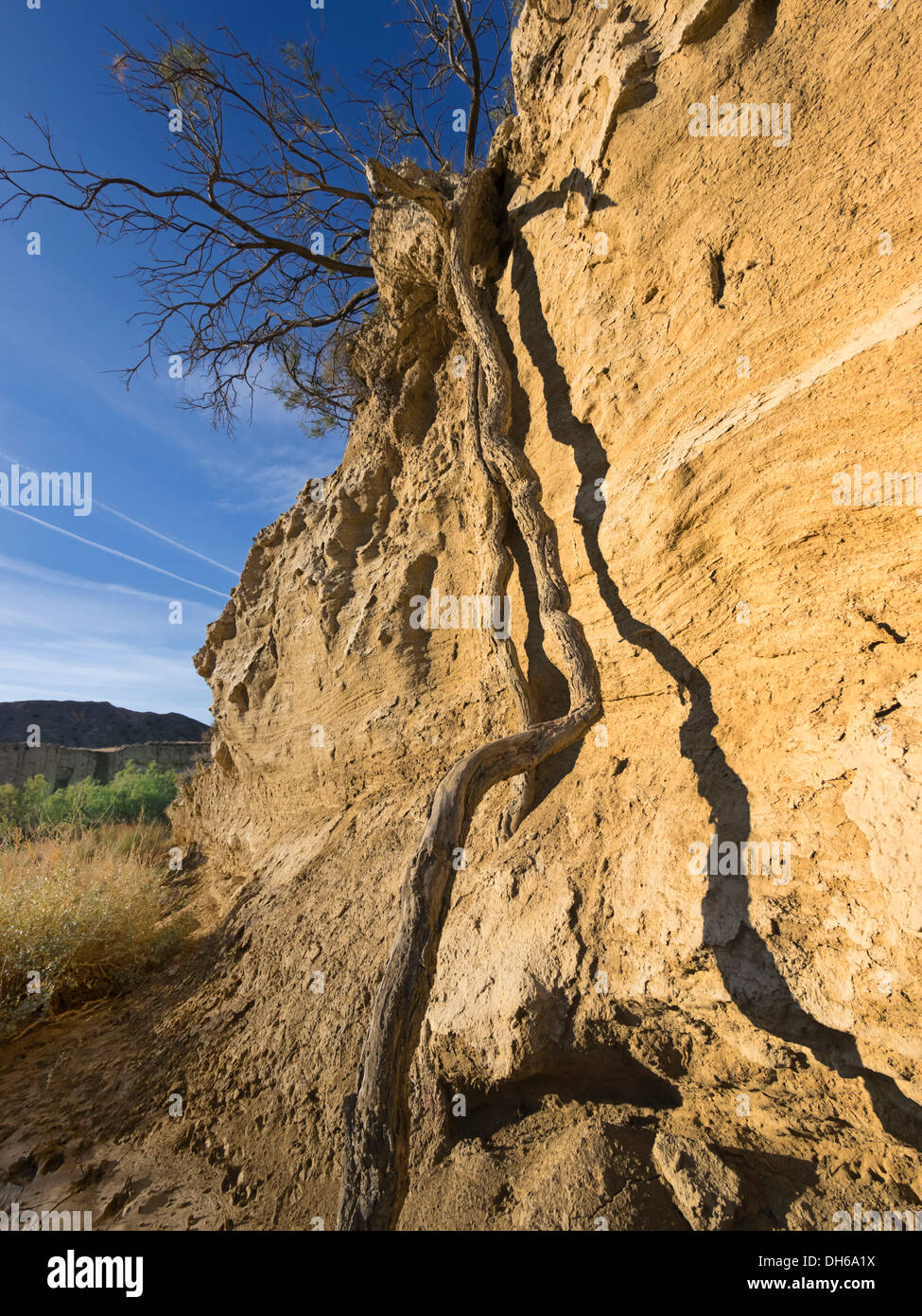 Bush with long roots, characteristic bizarre landscape of ocher clay ...