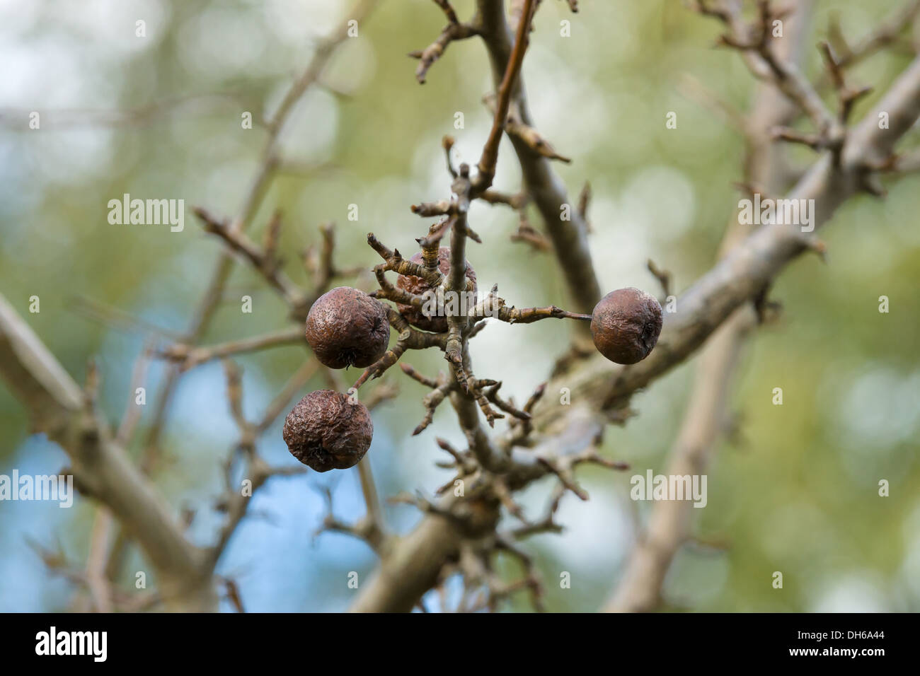 Rotten fruit apples hanging on a tree Stock Photo - Alamy
