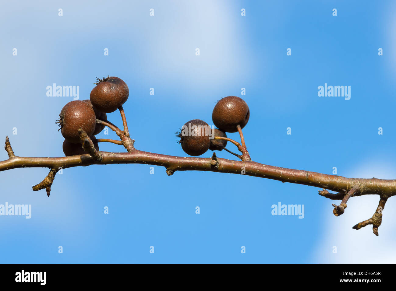 Rotten fruit apples hanging on a tree Stock Photo - Alamy