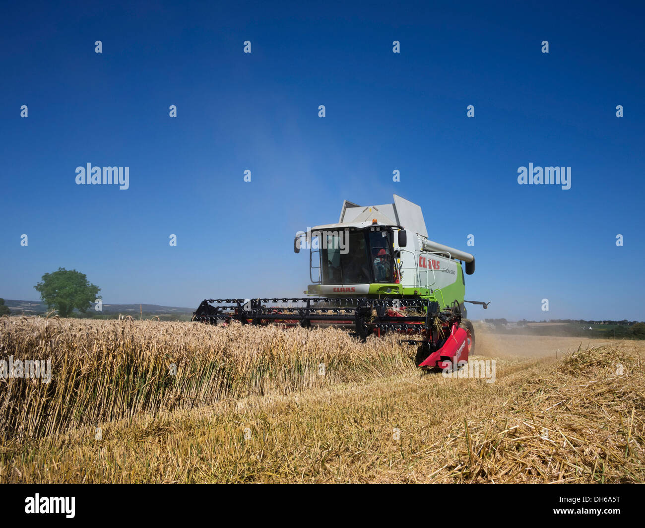 Combine harvester harvesting a crop of grain, Brittany, Finistere ...