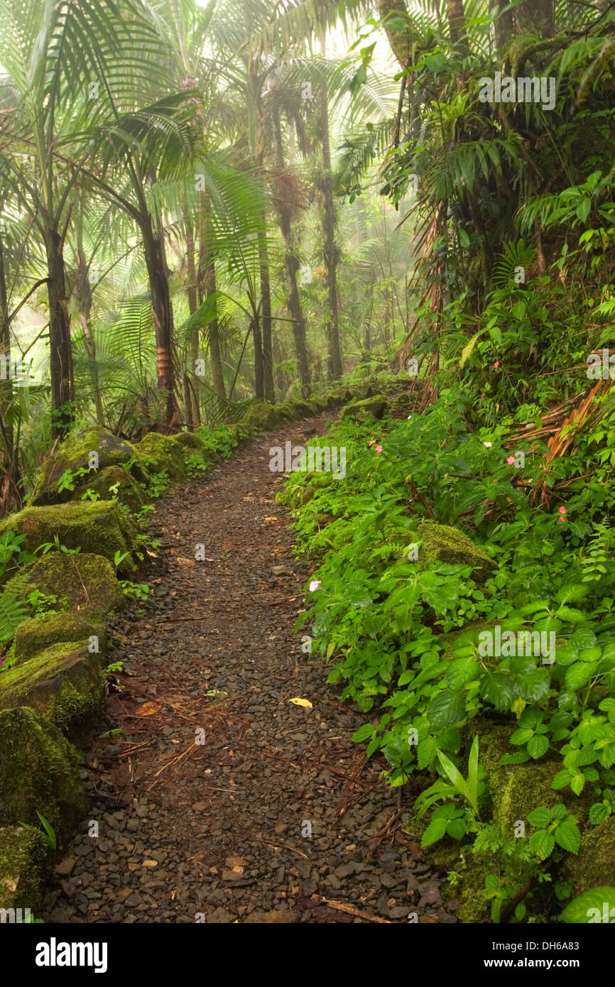 Trail through rain forest, El Yunque (Caribbean National Forest ...