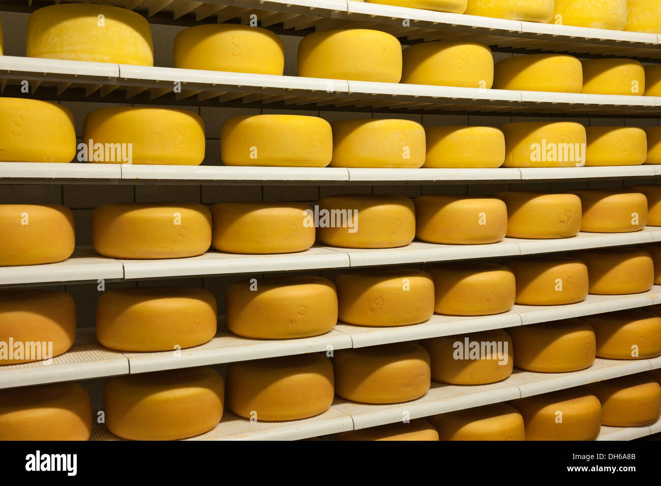 Cheese wheels, farmer's cheese according to organic criteria, ripening ...